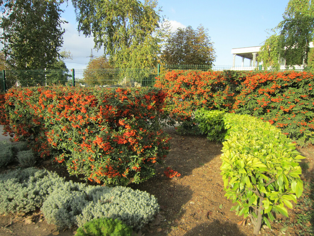 Купити Піраканта Red Cushion 3 річна, Пираканта Ред Кушион, Pyracantha ...