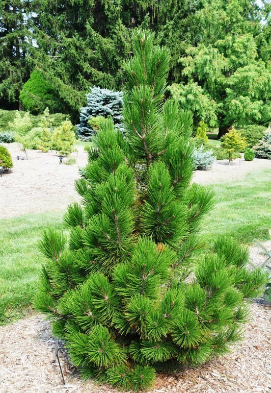 Купити Сосна Гельдрейха Malinki 2 річна, Сосна Гельдрейха / белокорая ...