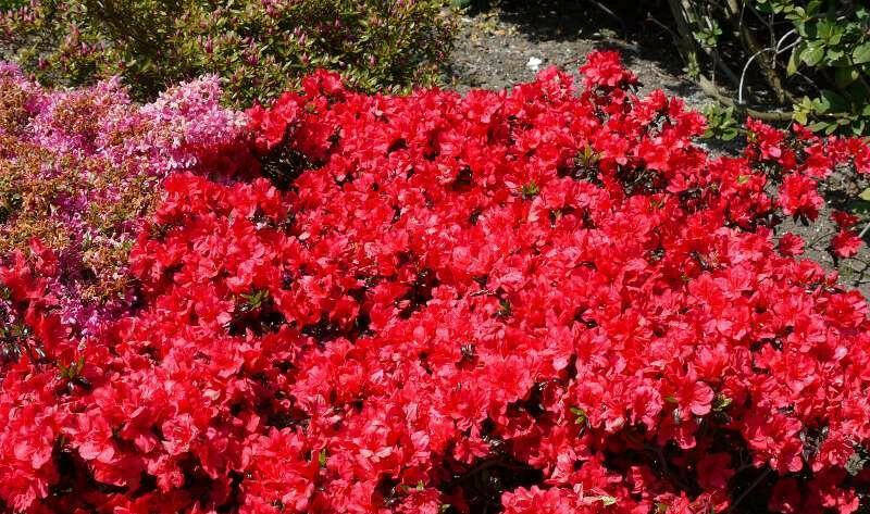 Купити Азалія японська Maruschka 2 річна, Азалия японская / рододендрон ...