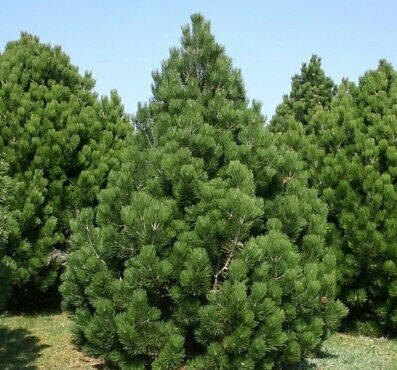 Купити Сосна Гельдрейха Malinki 2 річна, Сосна Гельдрейха / белокорая ...