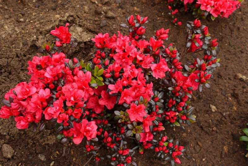 Купити Азалія японська Maruschka 2 річна, Азалия японская / рододендрон ...