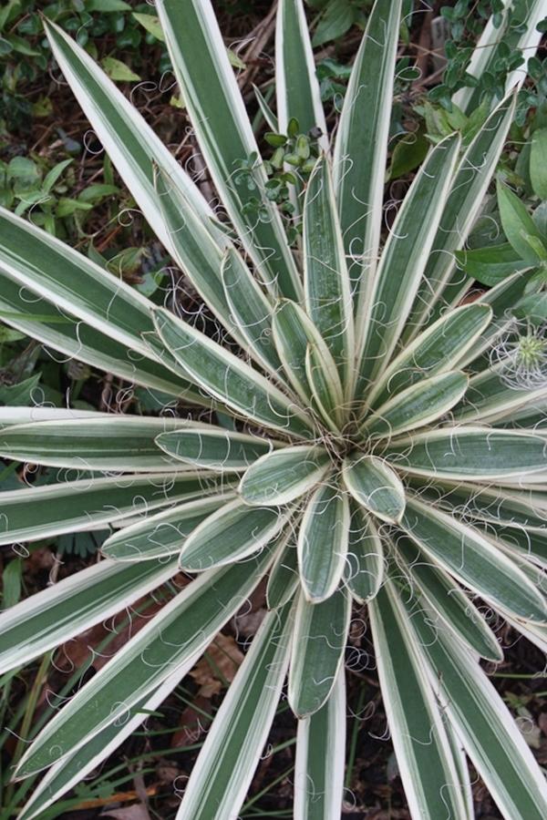 Купити Юкка нитчата Ivory Tower 2 річна , Юкка нитчатая Айвори Тауер ...